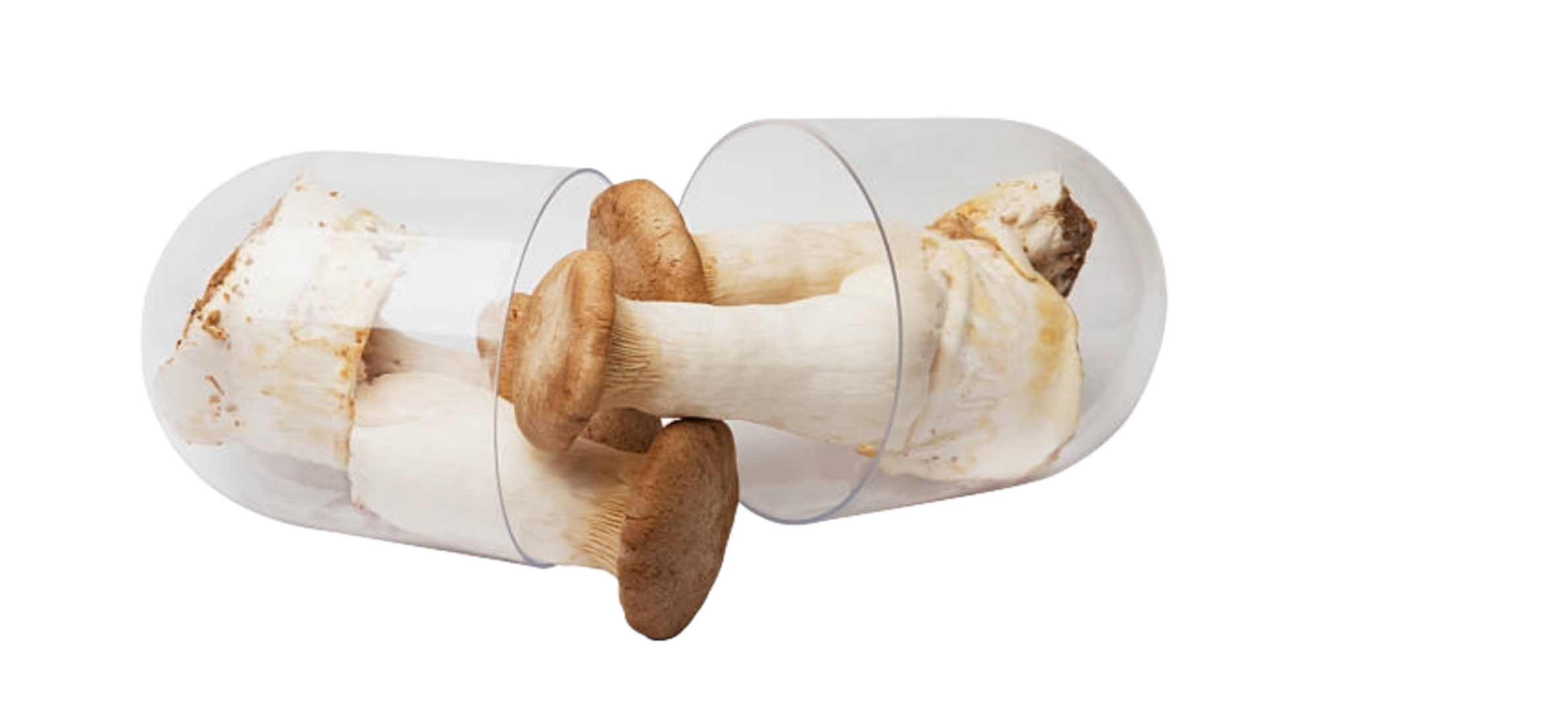Chaga5: The Perfect Blend of Mushrooms for Optimal Health – ChagaRoot